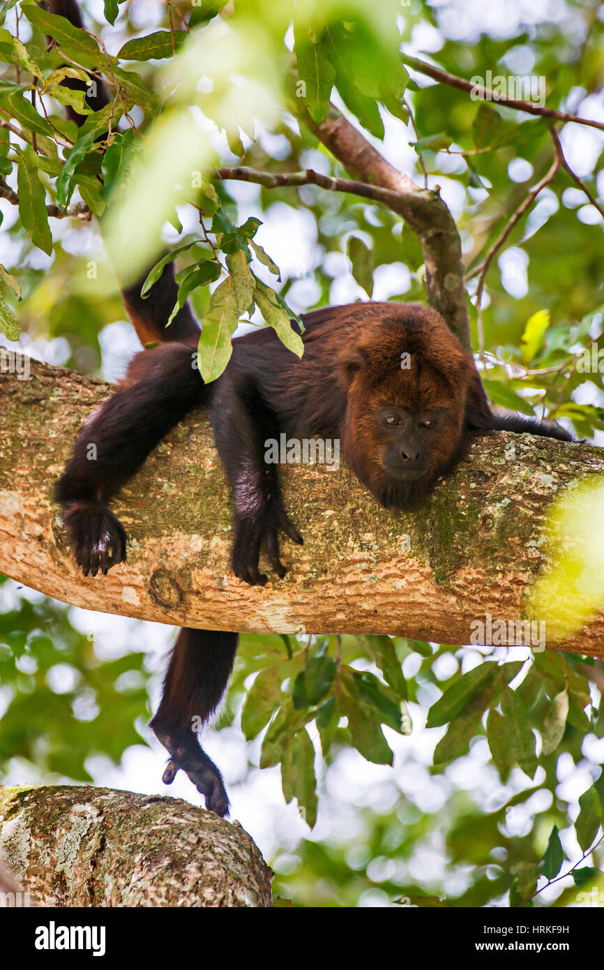 Brown howler monkey (Alouatta guariba), photographed in Cachoeiro de ...