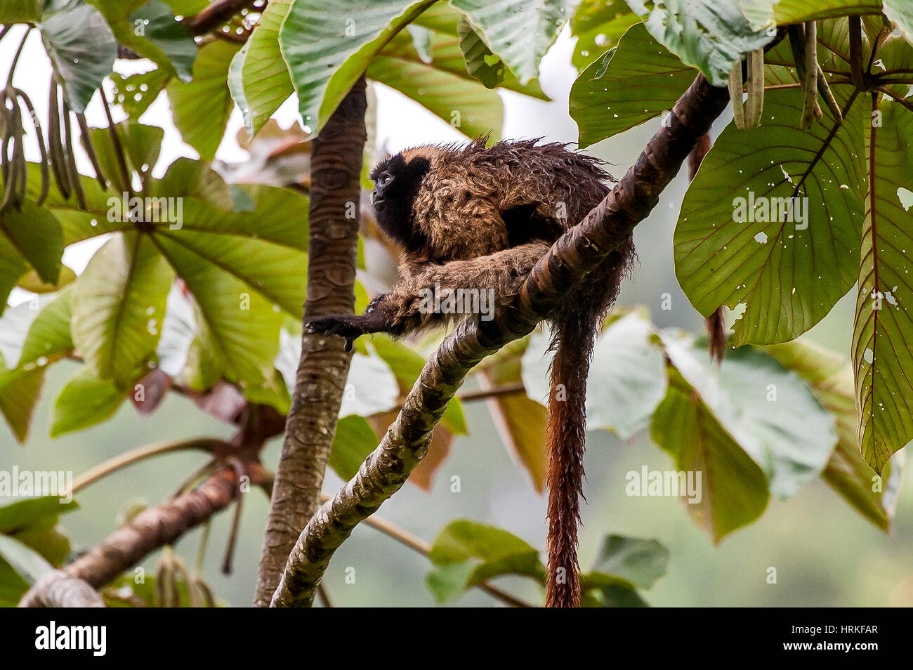 Masked titi monkey (Callicebus personatus), photographed in Santa ...