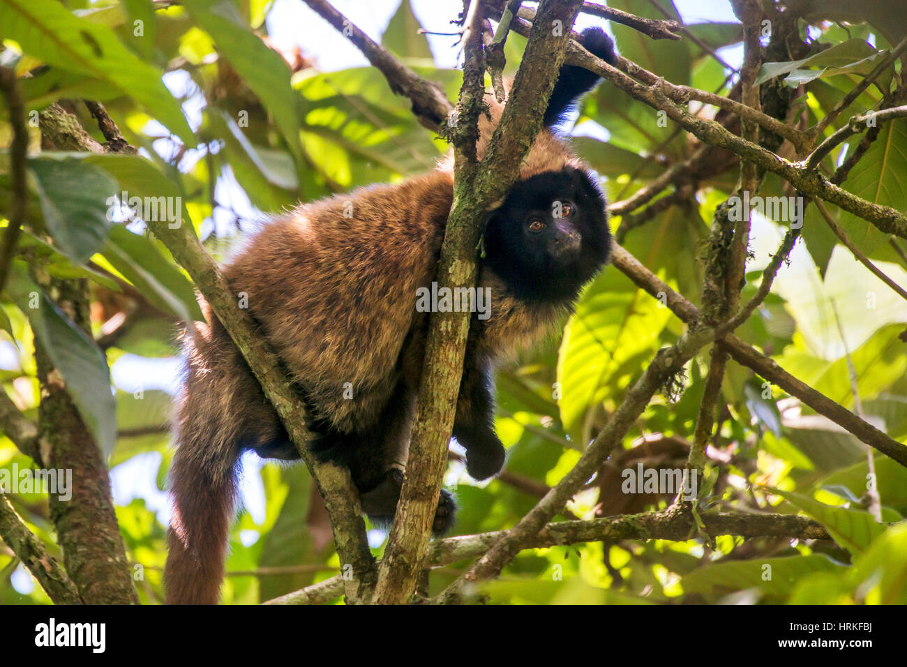 Animal primate simio mamífero hi-res stock photography and images - Alamy