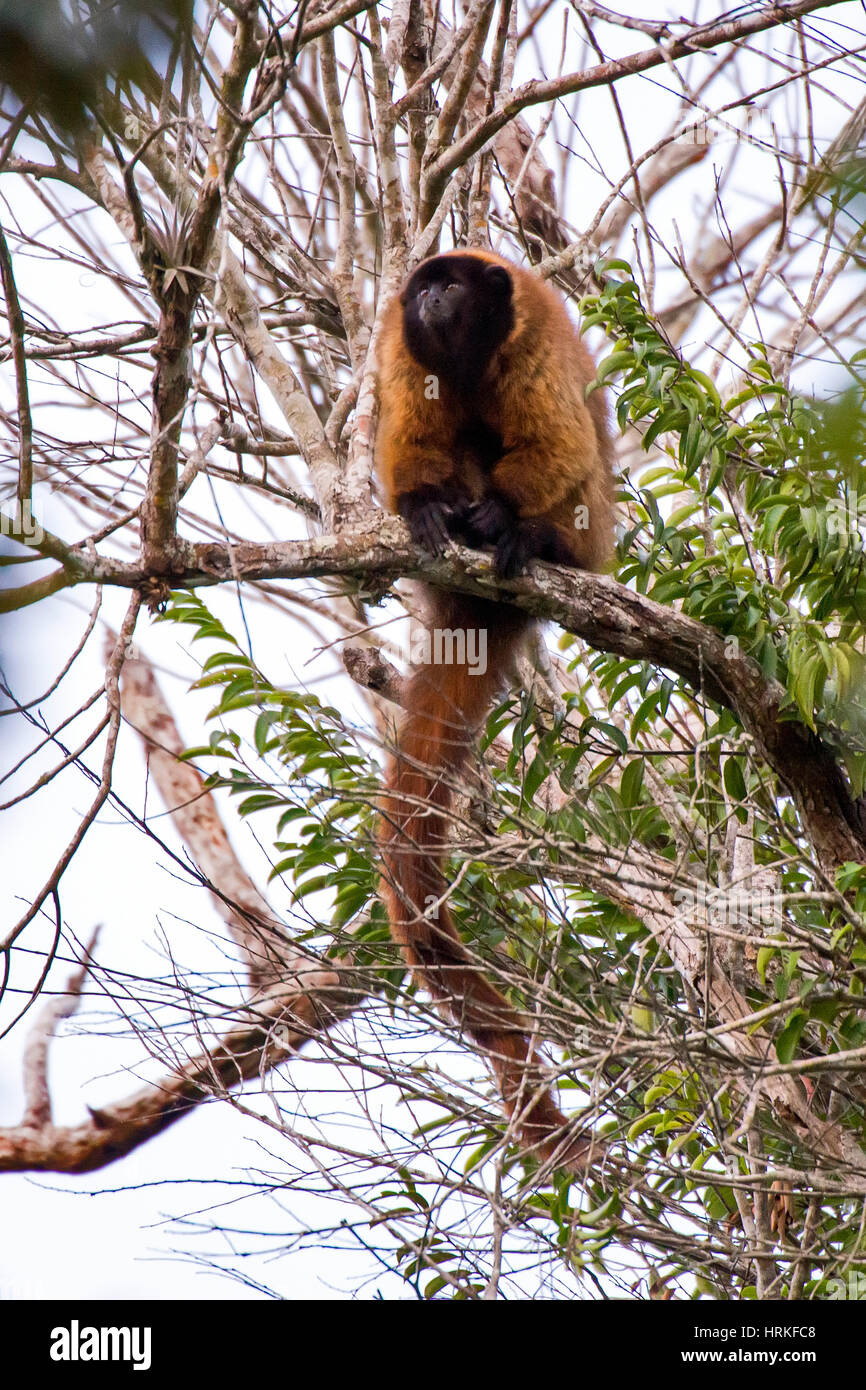 Masked titi monkey (Callicebus personatus), photographed in Linhares ...