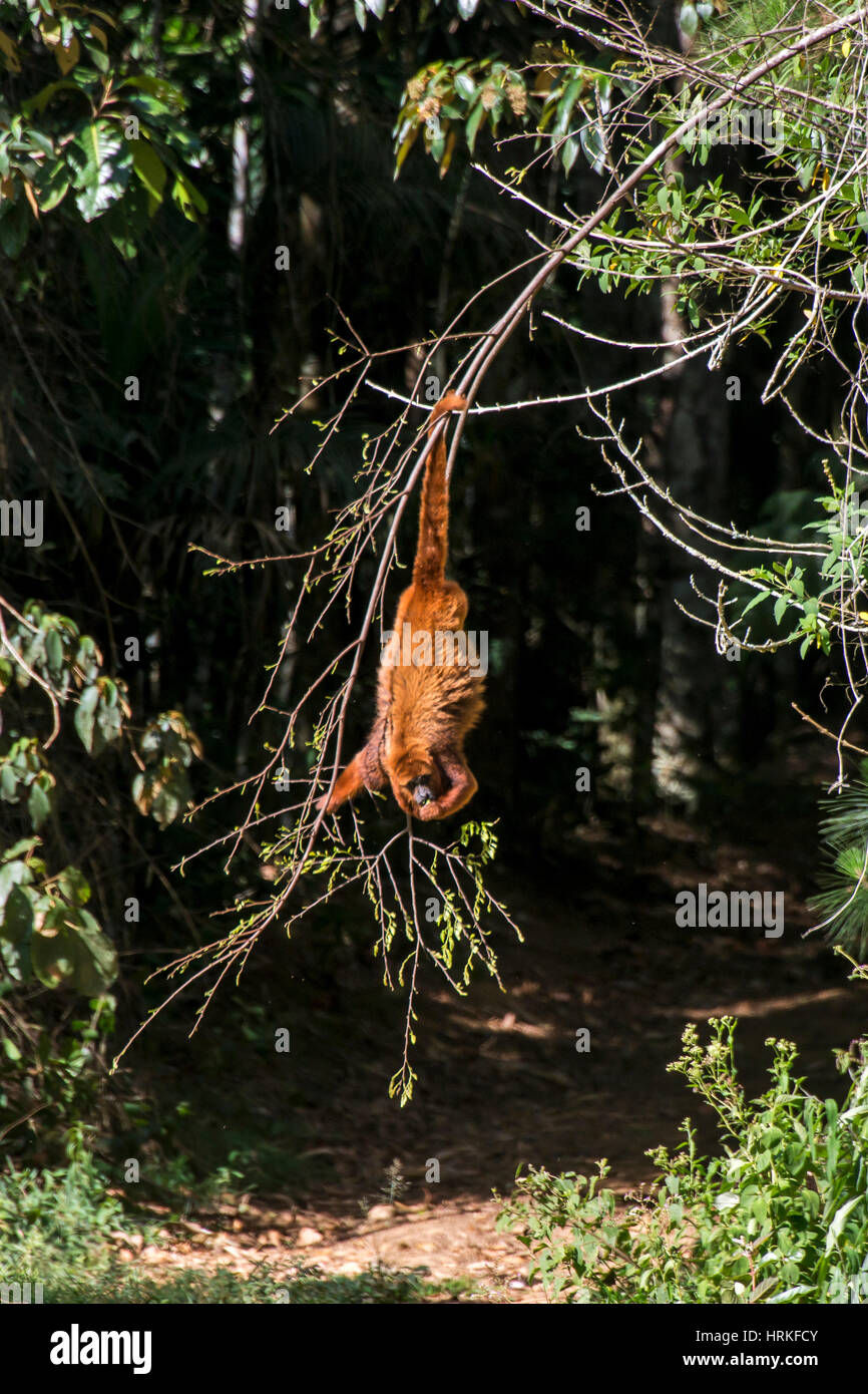Brown howler monkey (Alouatta guariba), photographed in Santa Maria de ...