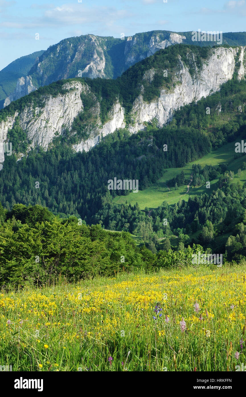 Spring landscape with yellow flowers Stock Photo - Alamy
