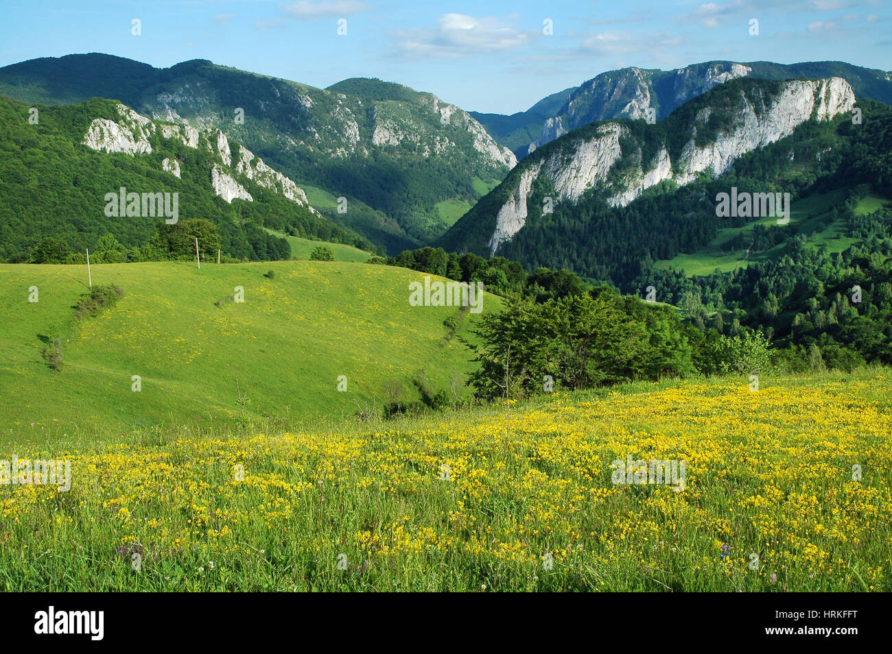 Spring landscape with yellow flowers Stock Photo - Alamy