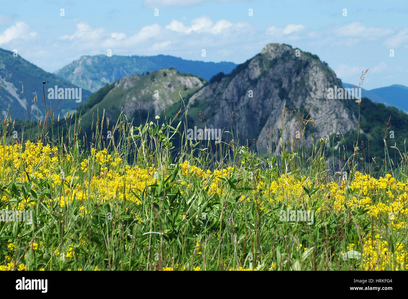 Spring meadow with yellow flowers Stock Photo - Alamy