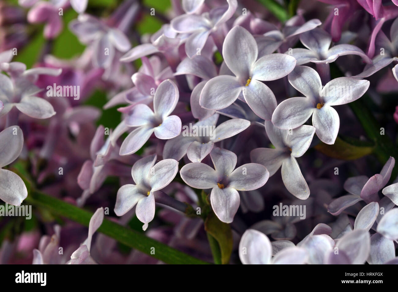 Purple lilac flowers in the spring Stock Photo - Alamy