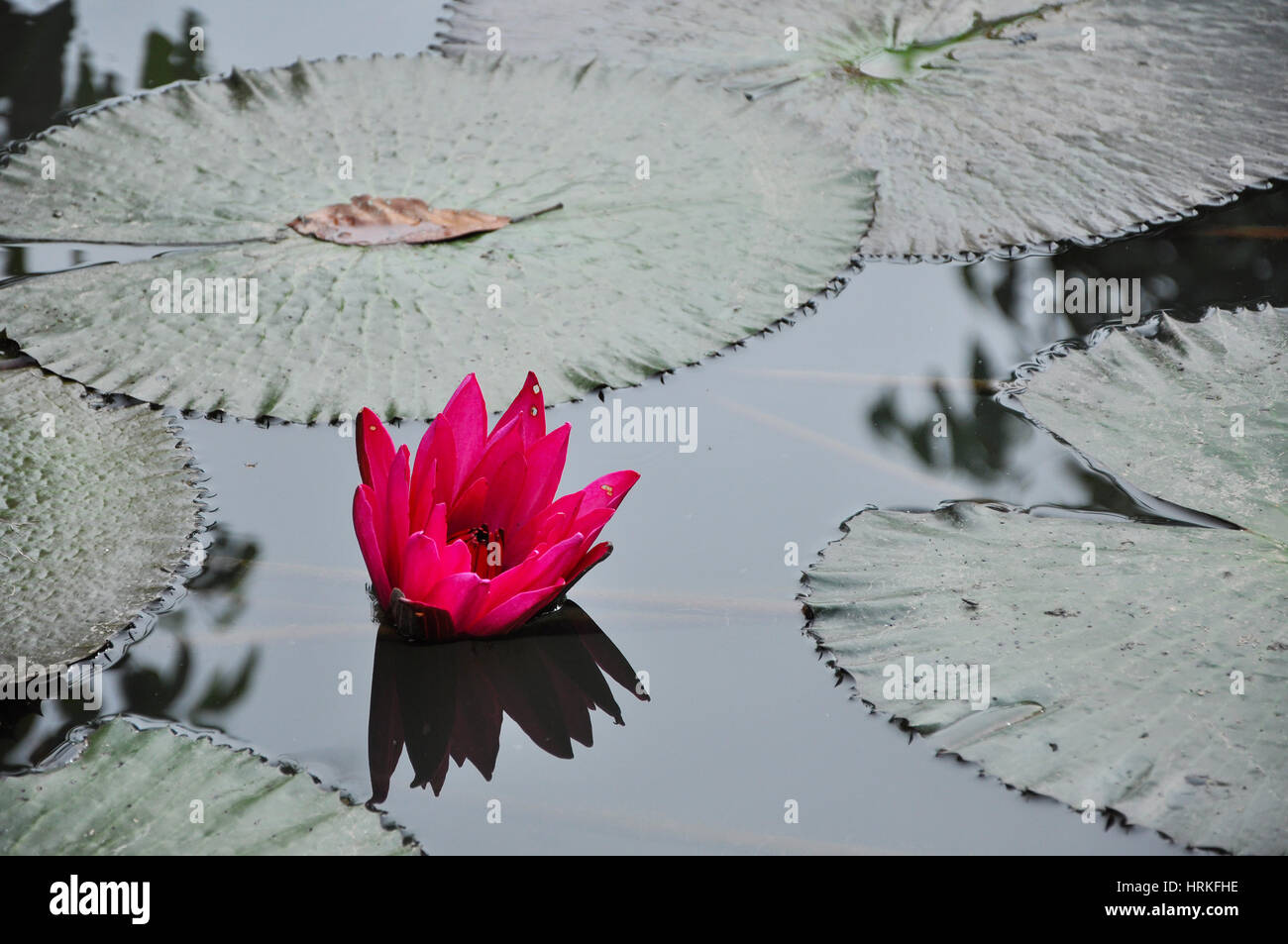 Pond scenery with water lilly Stock Photo - Alamy