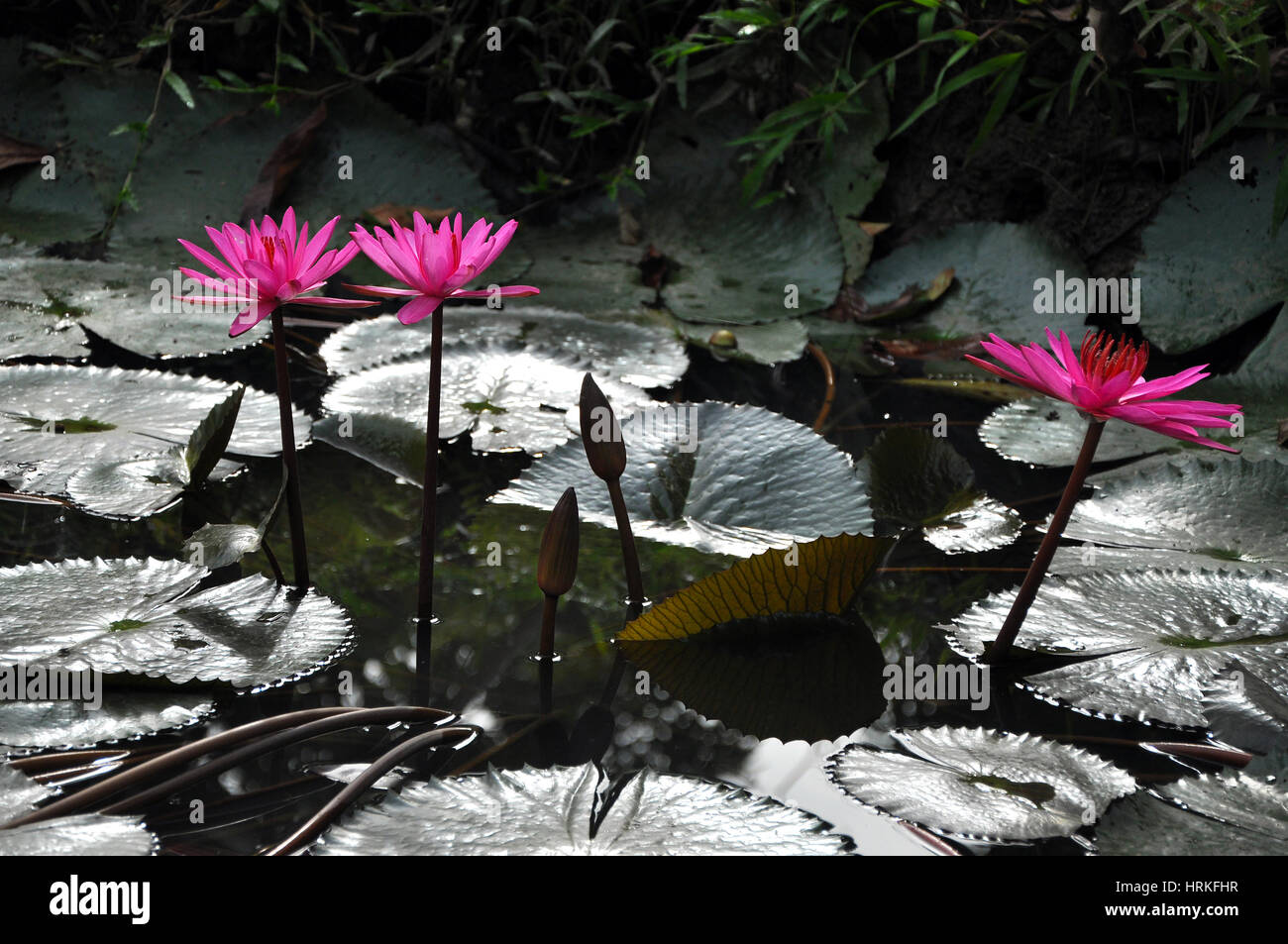 Floating pink water lily flowers Stock Photo - Alamy
