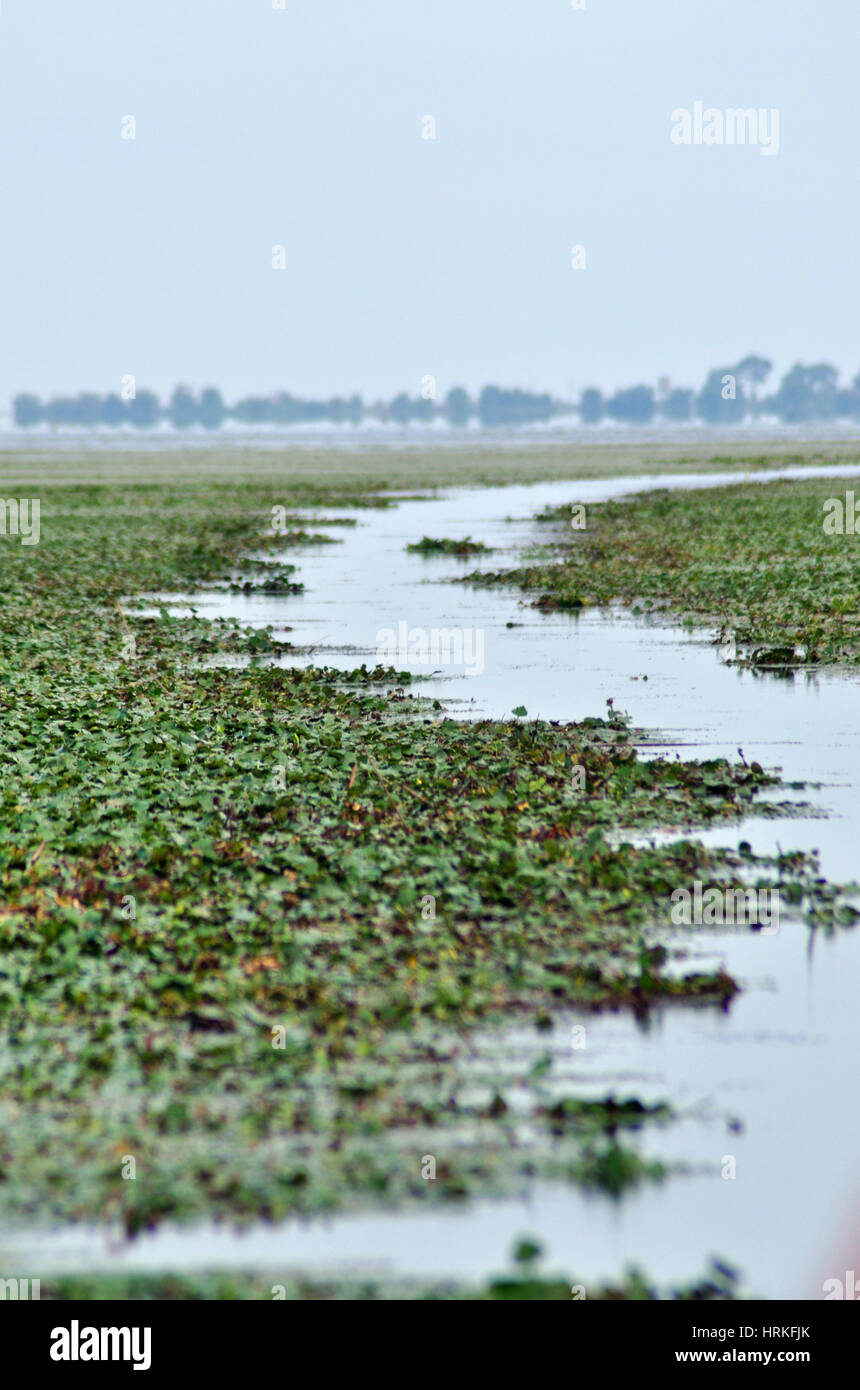 Water channel, river in Danube delta, Romania Stock Photo - Alamy