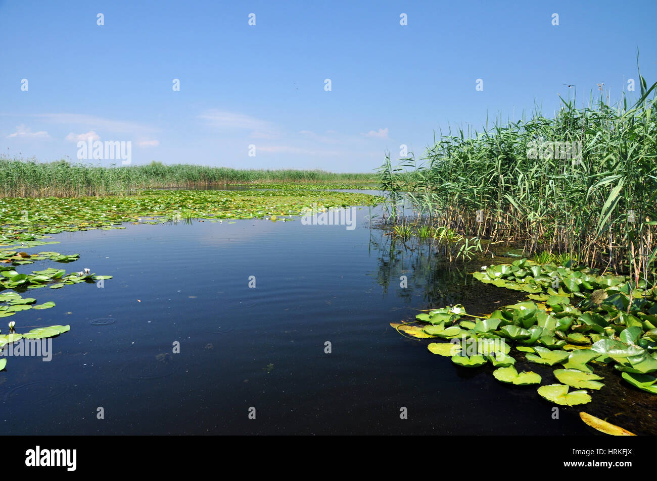 Water channel, river in Danube delta, Romania Stock Photo - Alamy