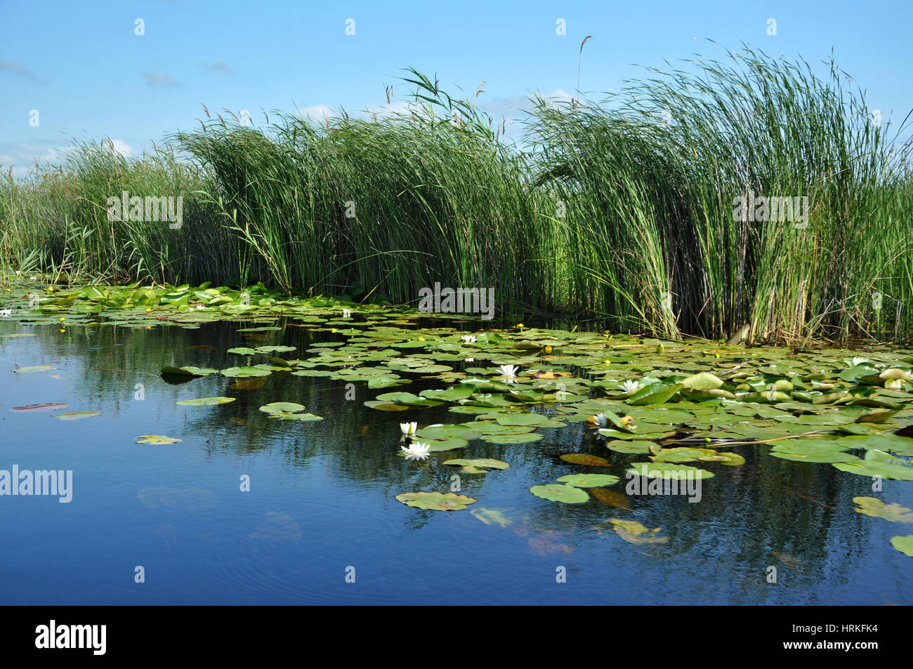 Water channel, river in Danube delta, Romania Stock Photo - Alamy