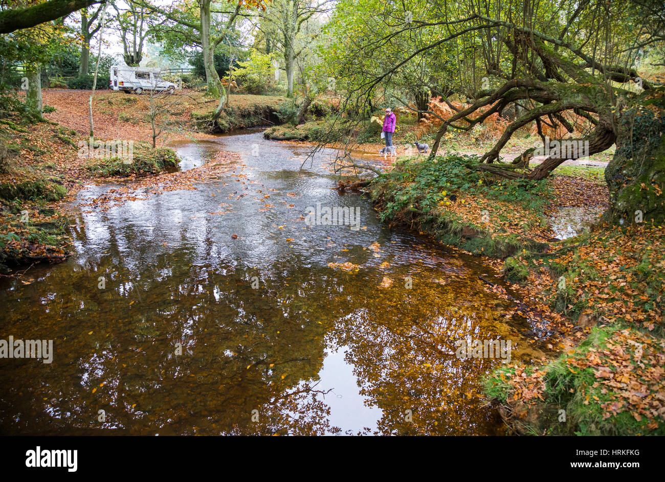 Looking along a stream which runs through The New Forest National Park ...
