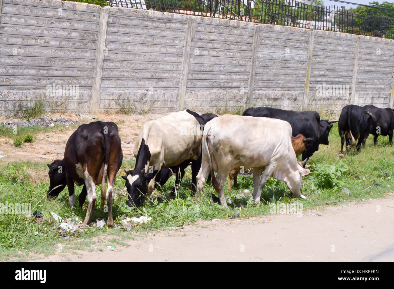 Herd of cows grazing along the Mombasa road towards Nairobi in Kenya ...