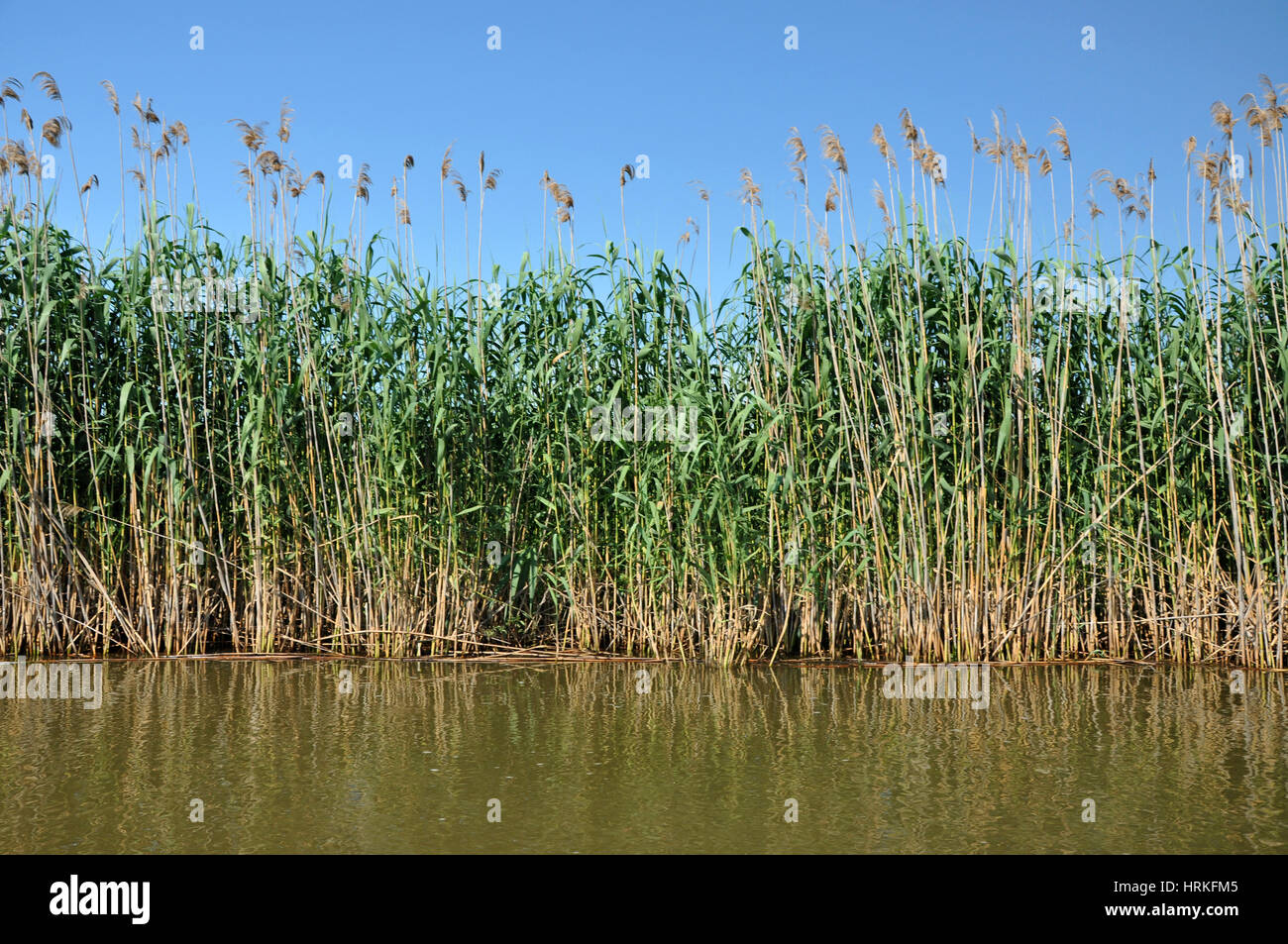 Spring sedge reed growth hi-res stock photography and images - Alamy