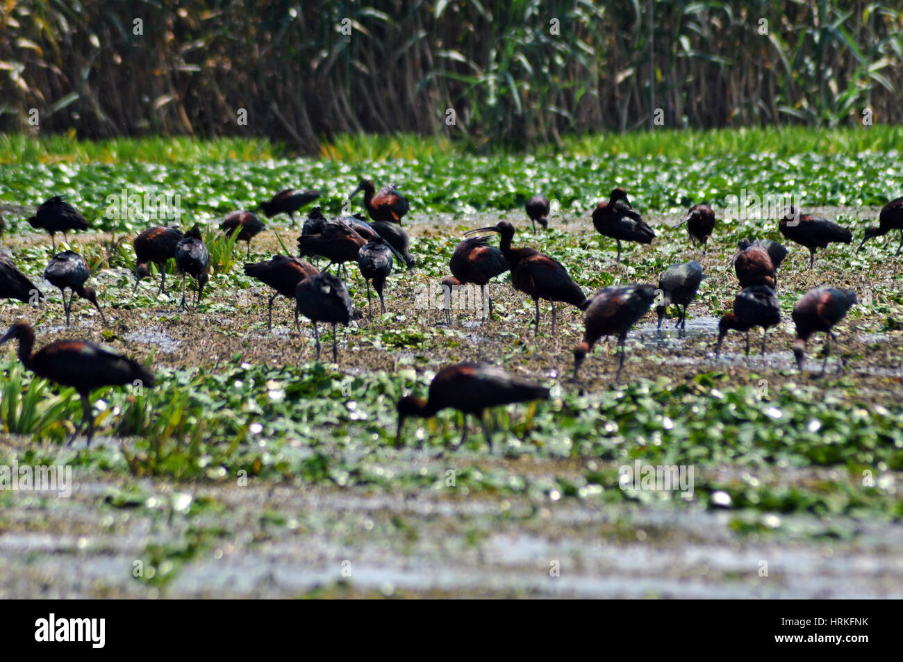 Flock of ibis birds (Plegadis falcinellus) in the Danube delta Stock ...