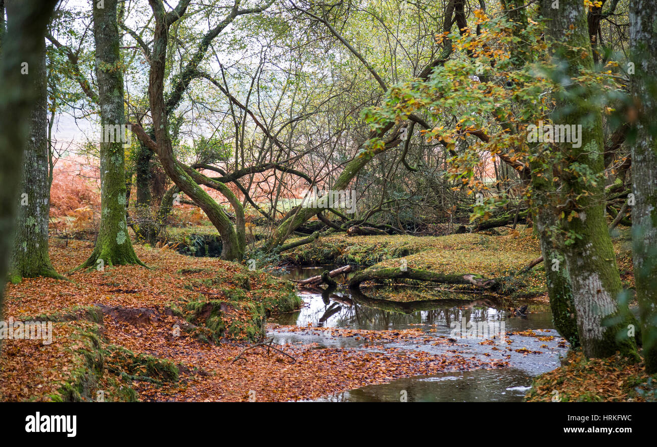 A stream running through The New Forest National Park Stock Photo - Alamy