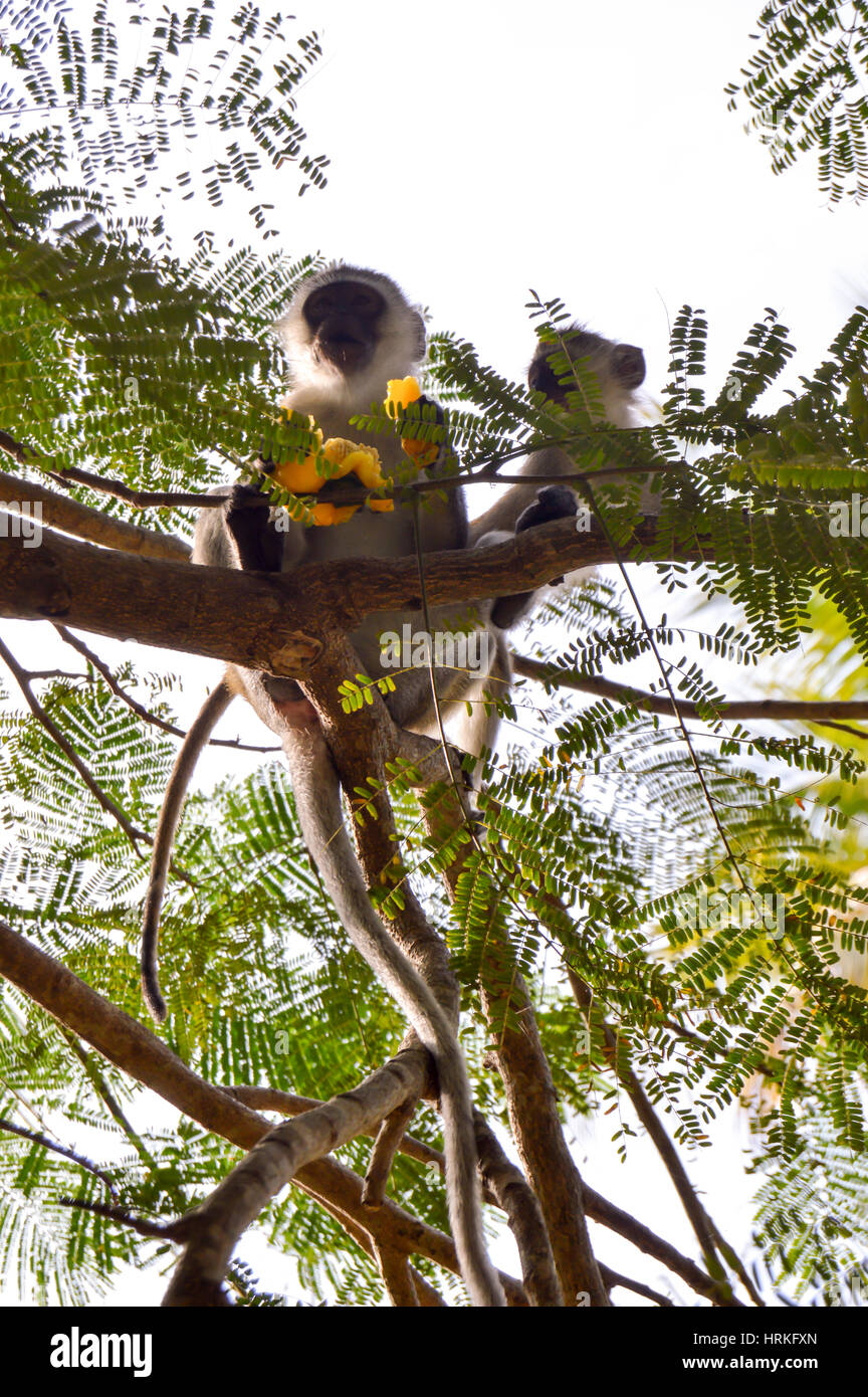 Monkey vervet and her cub on a tree eating a mango in a park in Mombasa ...