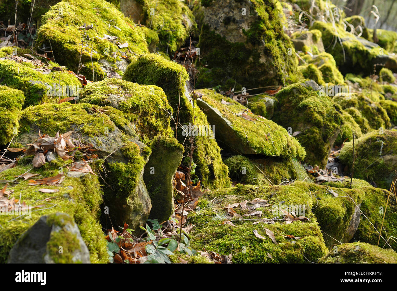 In steep mossy rocks hi-res stock photography and images - Alamy