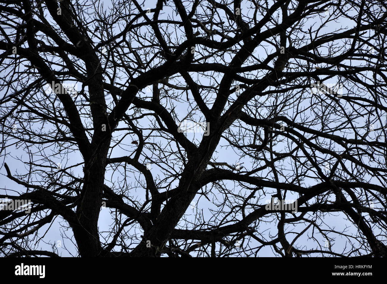 Leafless tree branches perspective. Top of trees against sky Stock ...