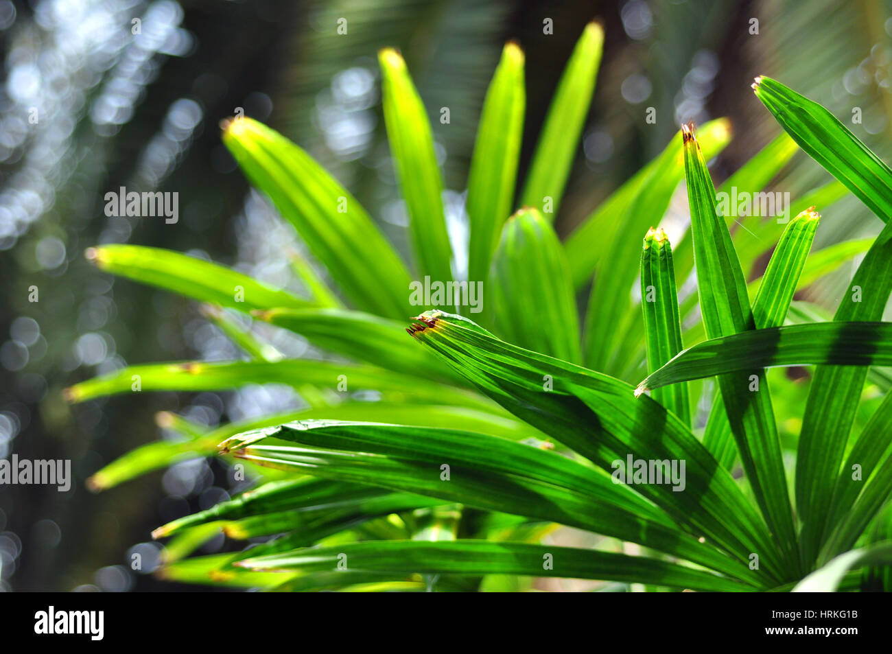 Green plant leaf in backlit Stock Photo - Alamy