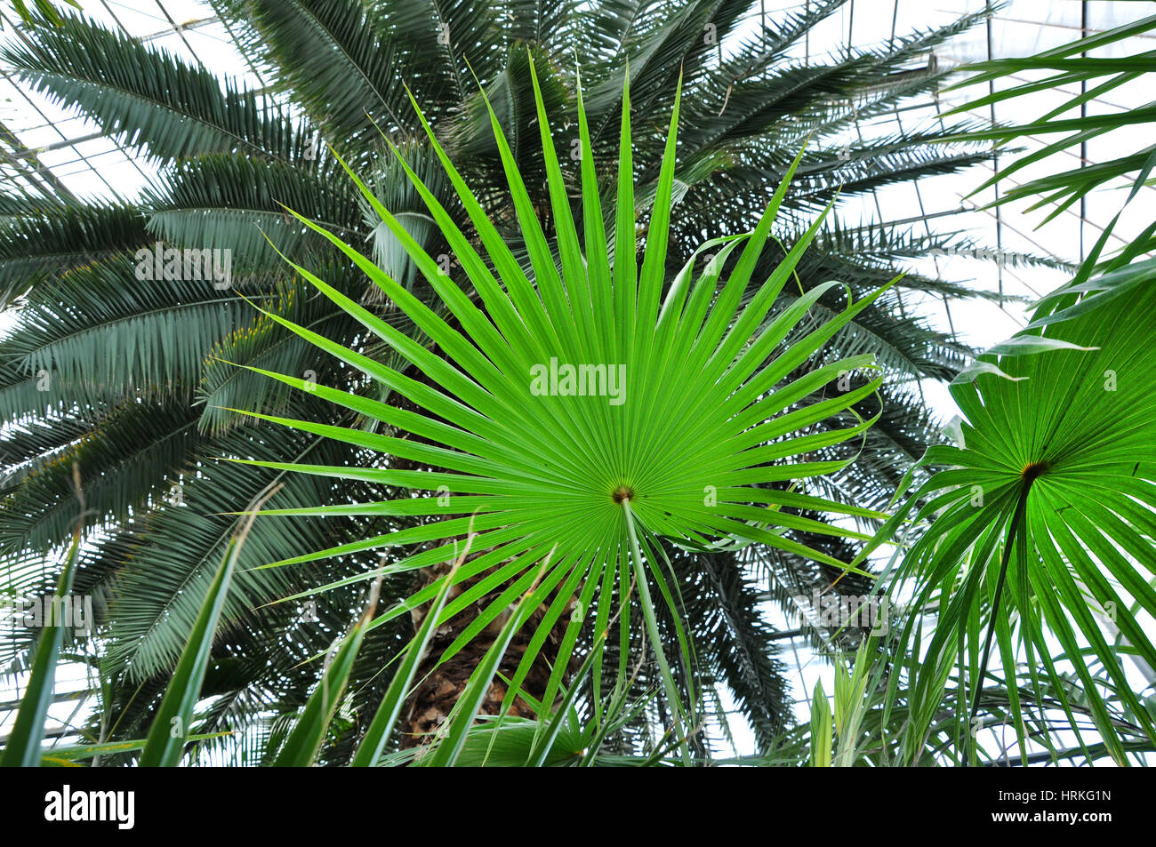 Chinese fan palm livistona chinensis hi-res stock photography and ...