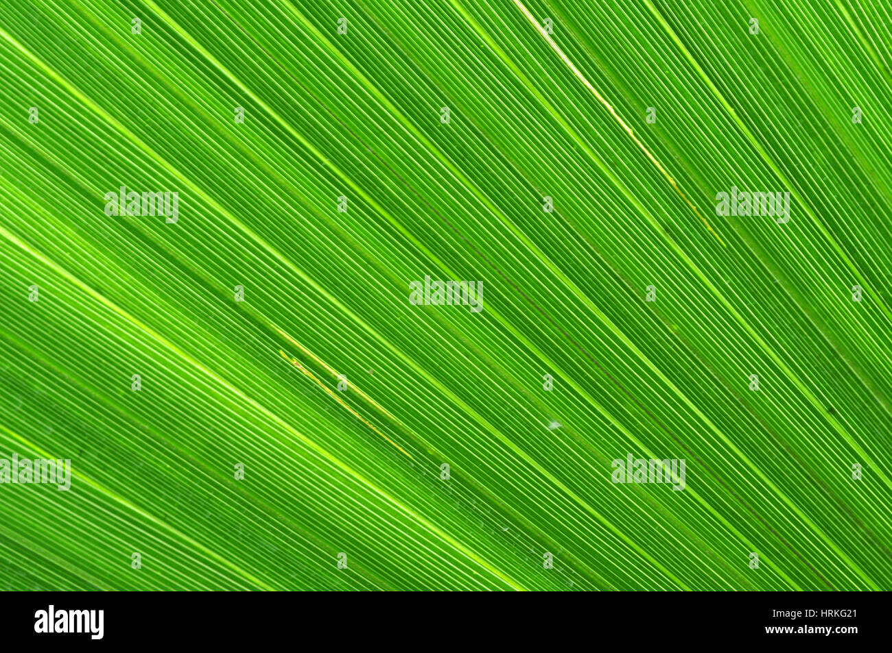 Green palm tree leaf background Stock Photo - Alamy
