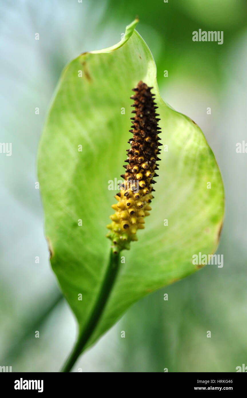Elegant flower and leaf close up Stock Photo - Alamy