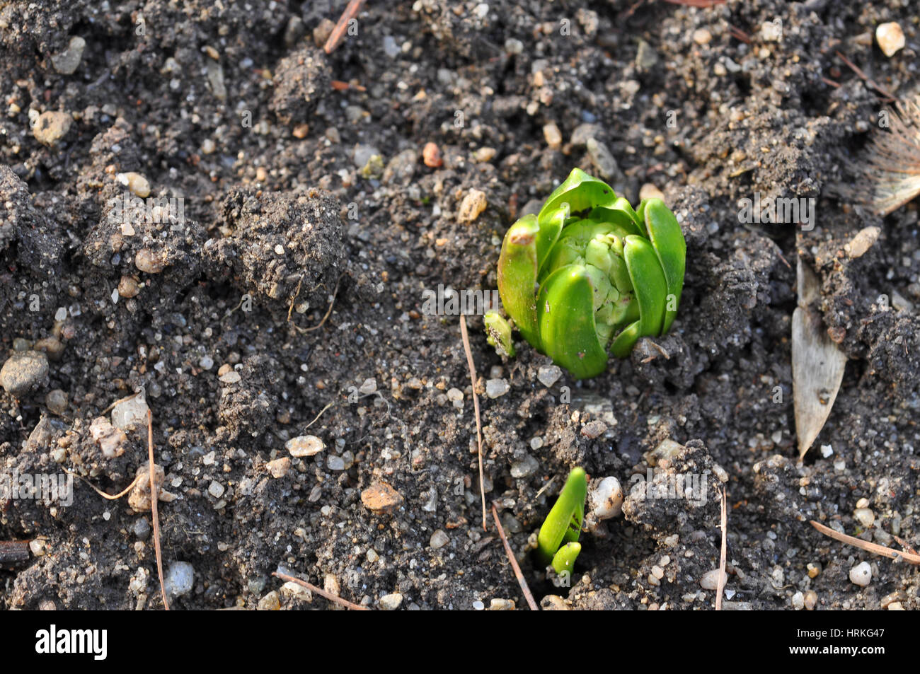 Seed growing concept hi-res stock photography and images - Alamy