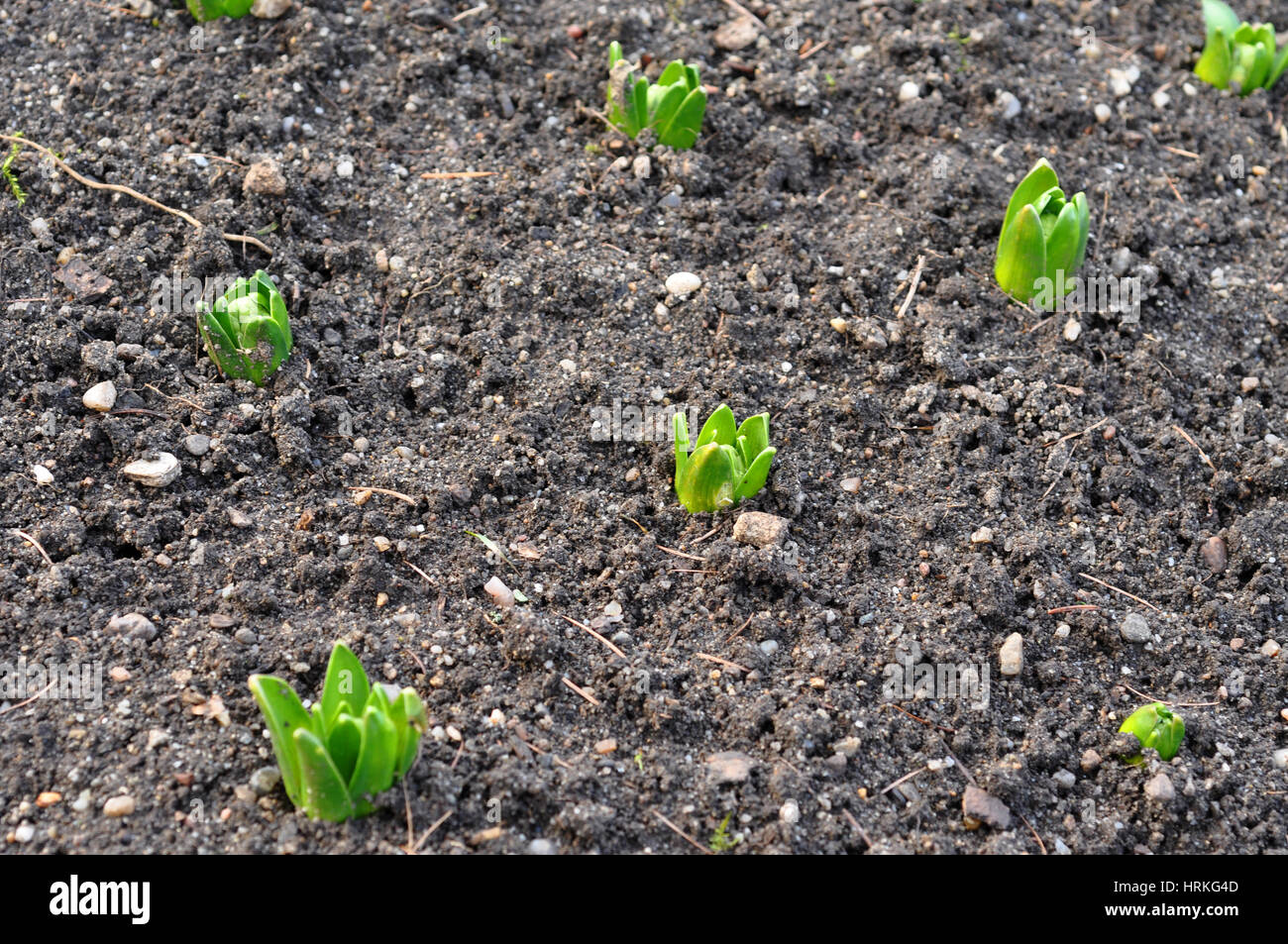 Seed growing concept hi-res stock photography and images - Alamy
