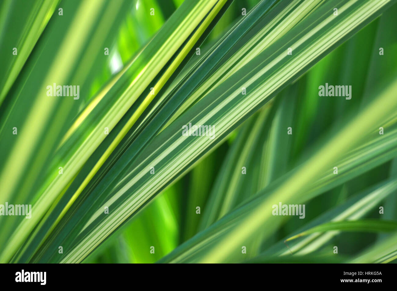 Abstract green leaf background Stock Photo - Alamy