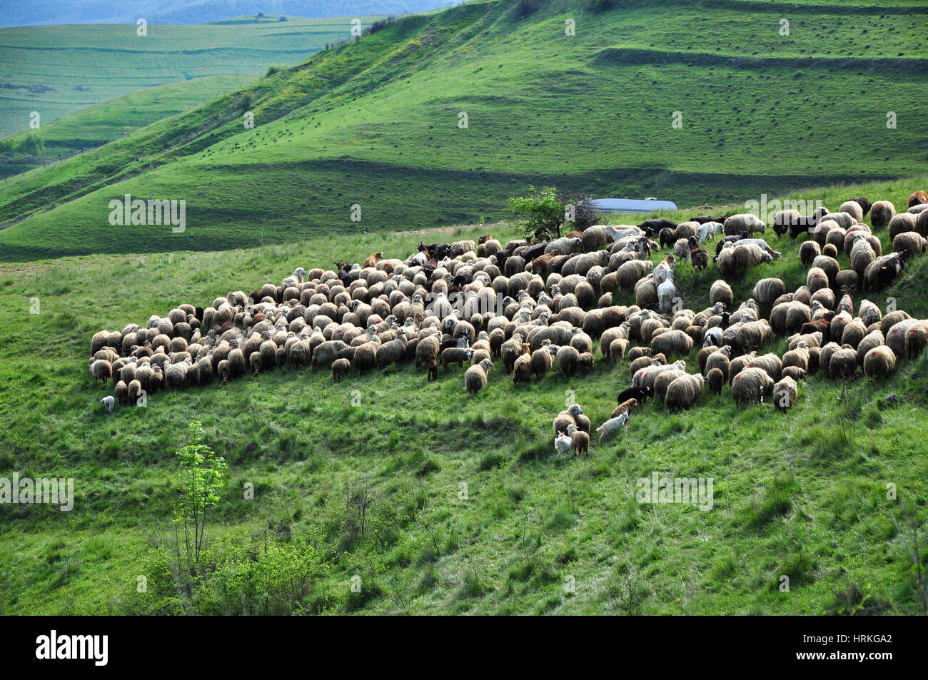 Herd of sheep in the spring Stock Photo - Alamy