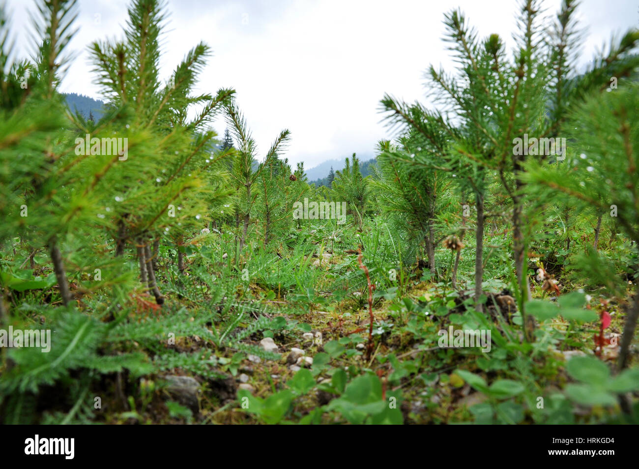 Fir tree nursery, young spruce growing Stock Photo - Alamy