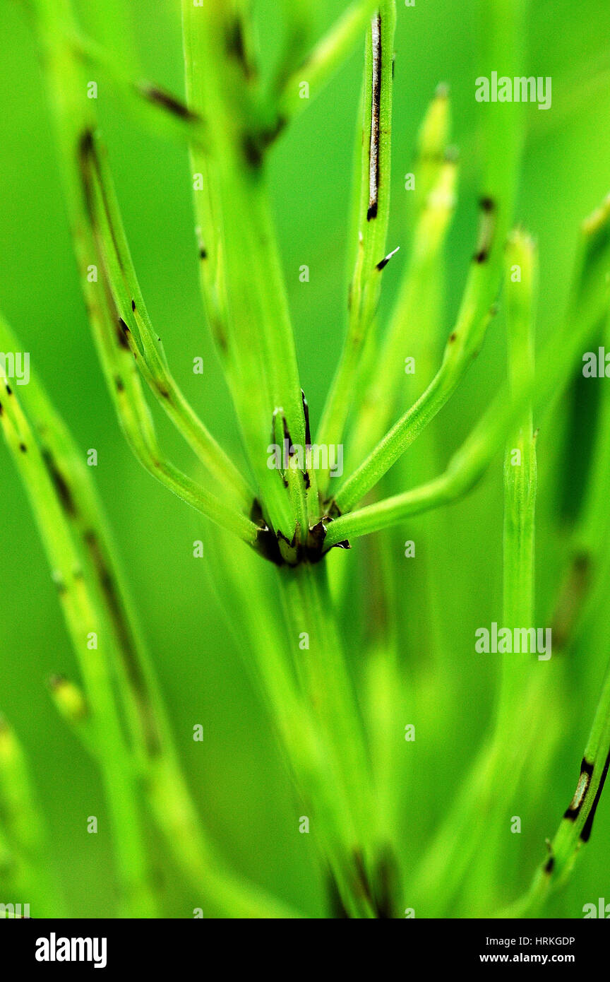 Equisetum arvense, common horsetail plant Stock Photo - Alamy