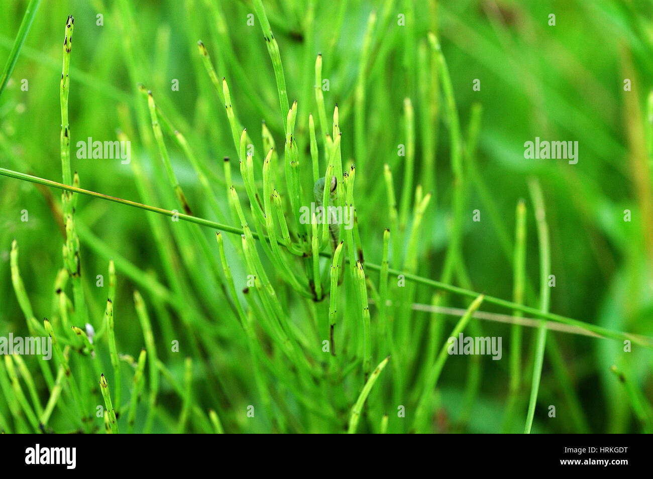 Equisetum arvense, common horsetail plant Stock Photo - Alamy