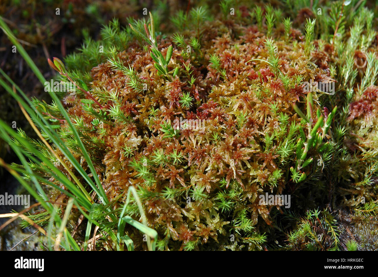 Moss cobweb hi-res stock photography and images - Alamy