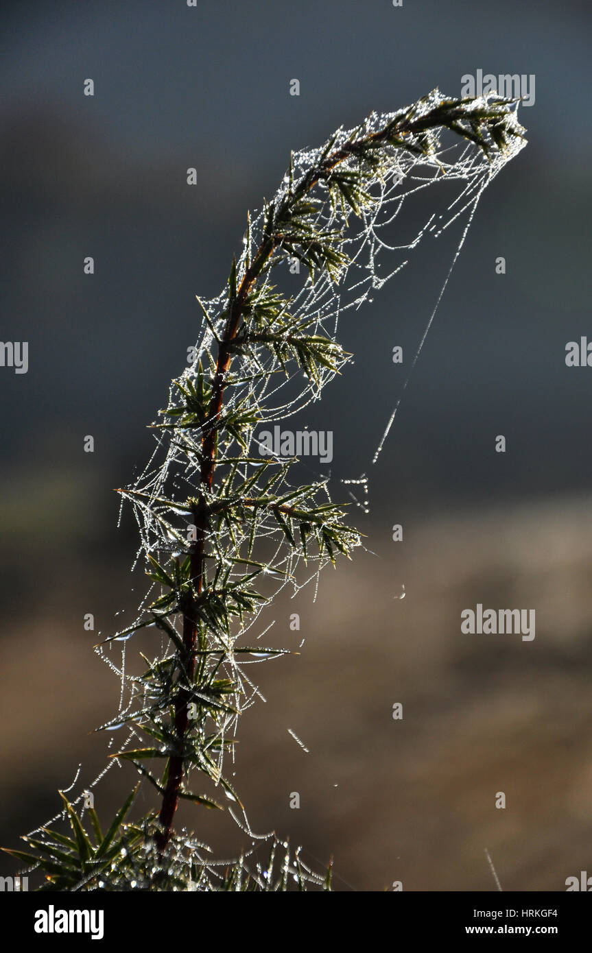 Dew drop and spider web on a plant Stock Photo - Alamy