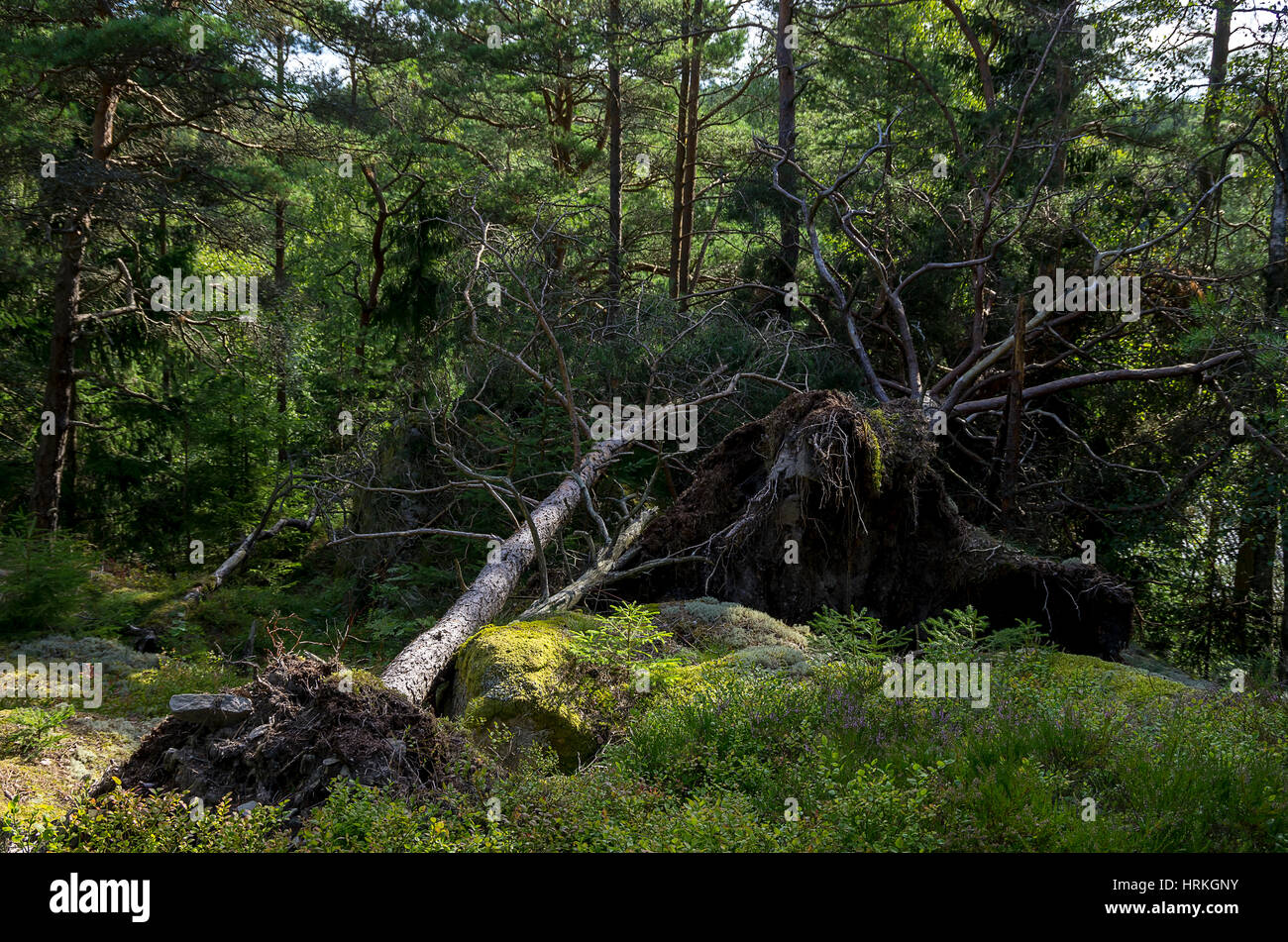 Clearing uprooted trees hi-res stock photography and images - Alamy
