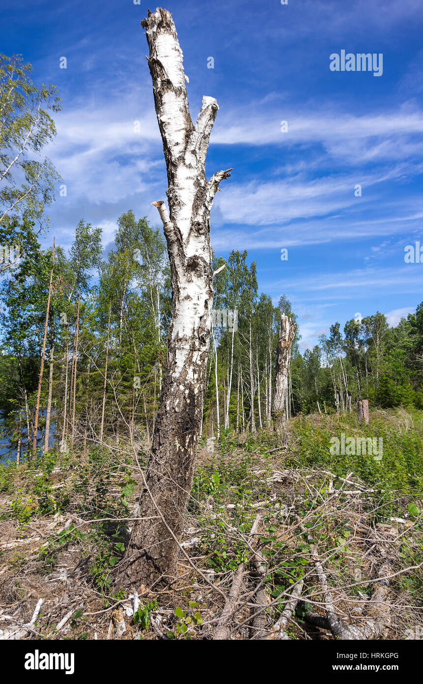 Swedish Birch Stock Photos & Swedish Birch Stock Images - Alamy