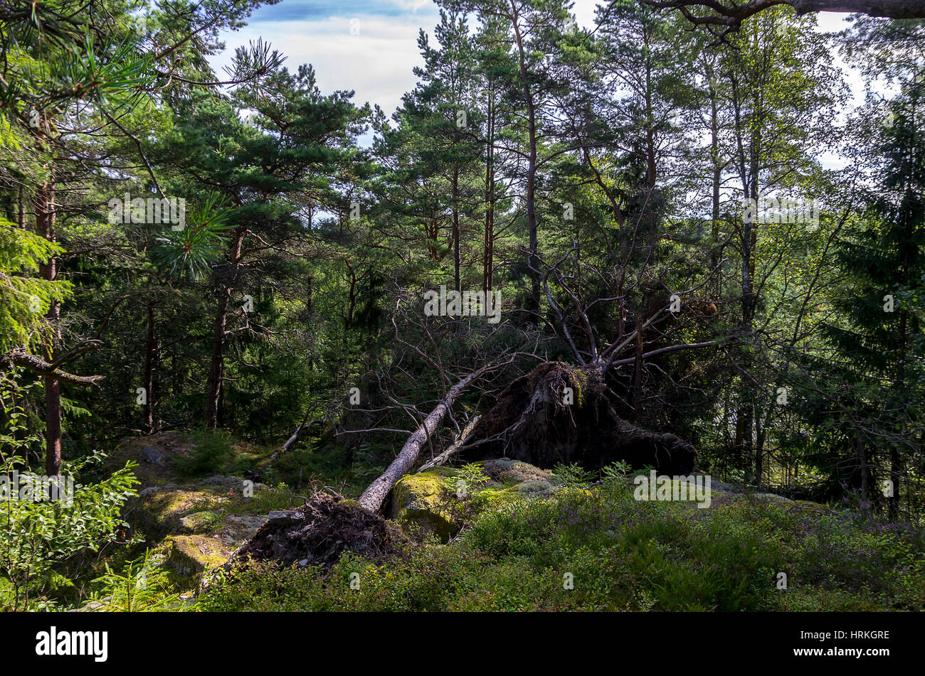 Sweden and forest fire hi-res stock photography and images - Alamy
