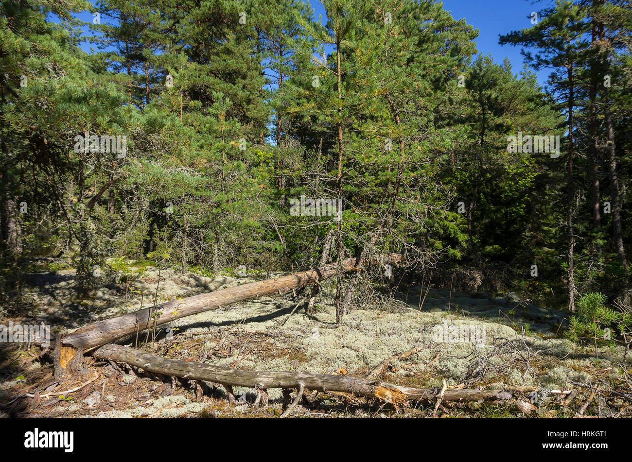Wooded place in Dalsland County, Sweden Stock Photo - Alamy