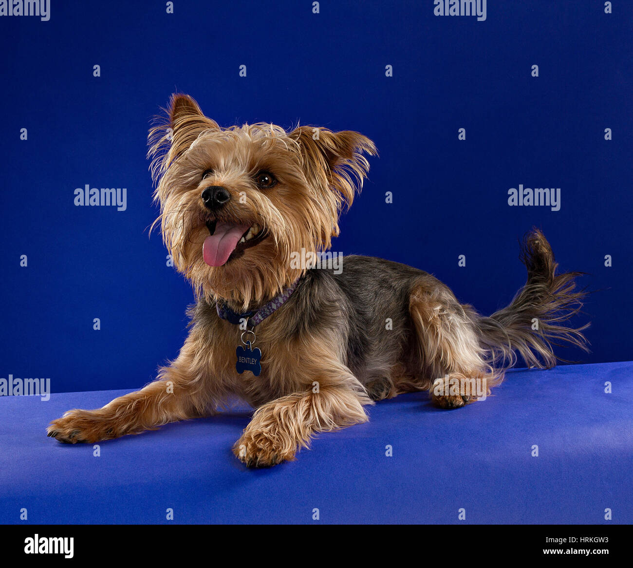Happy yorkie hi-res stock photography and images - Alamy
