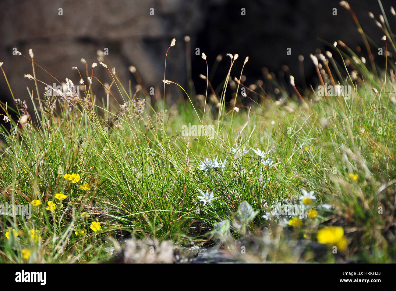 Green grass and flowers at spring Stock Photo - Alamy