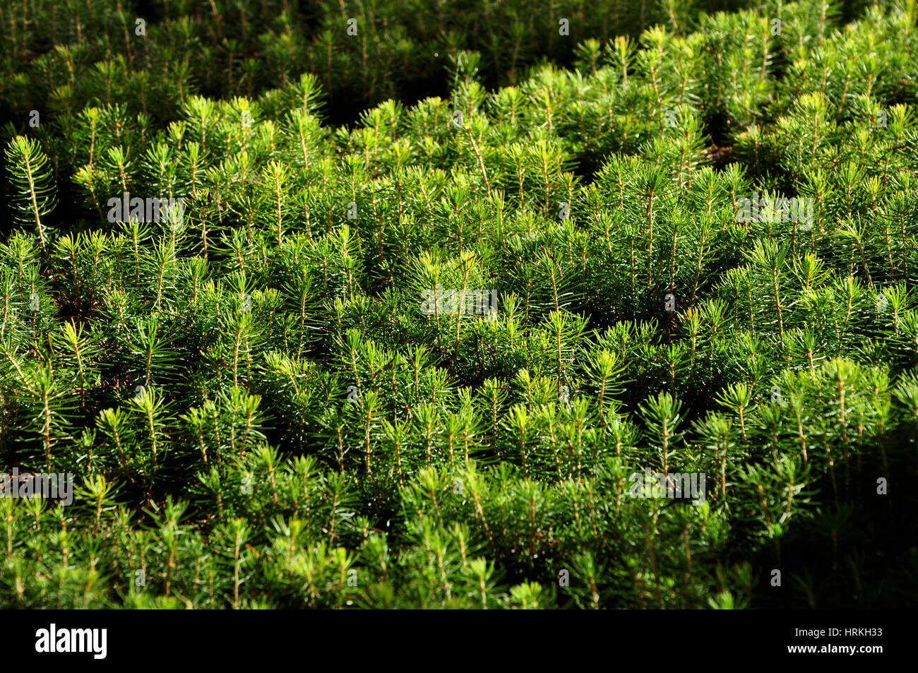 Fir tree nursery, young spruce growing Stock Photo - Alamy