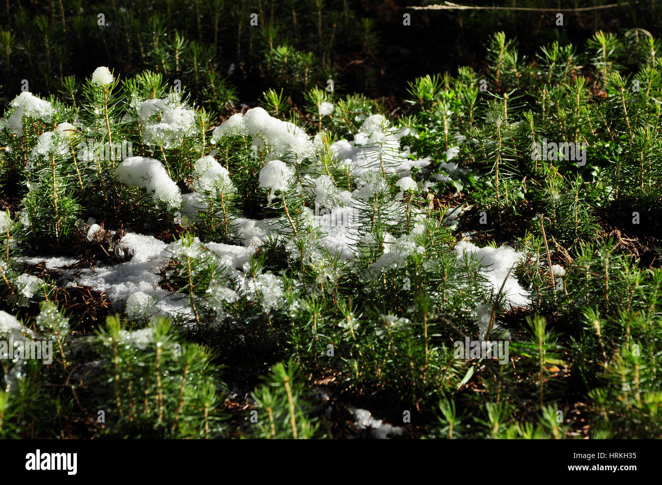 Fir tree nursery, young spruce growing Stock Photo - Alamy