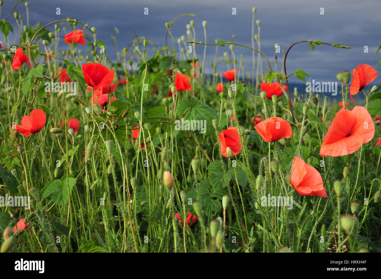 Poppy flowers in the countryside Stock Photo - Alamy
