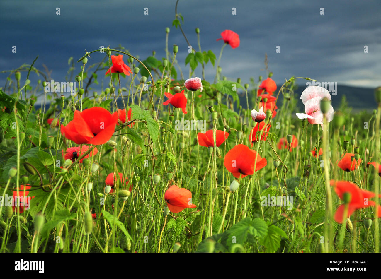 Poppy flowers in a meadow Stock Photo - Alamy