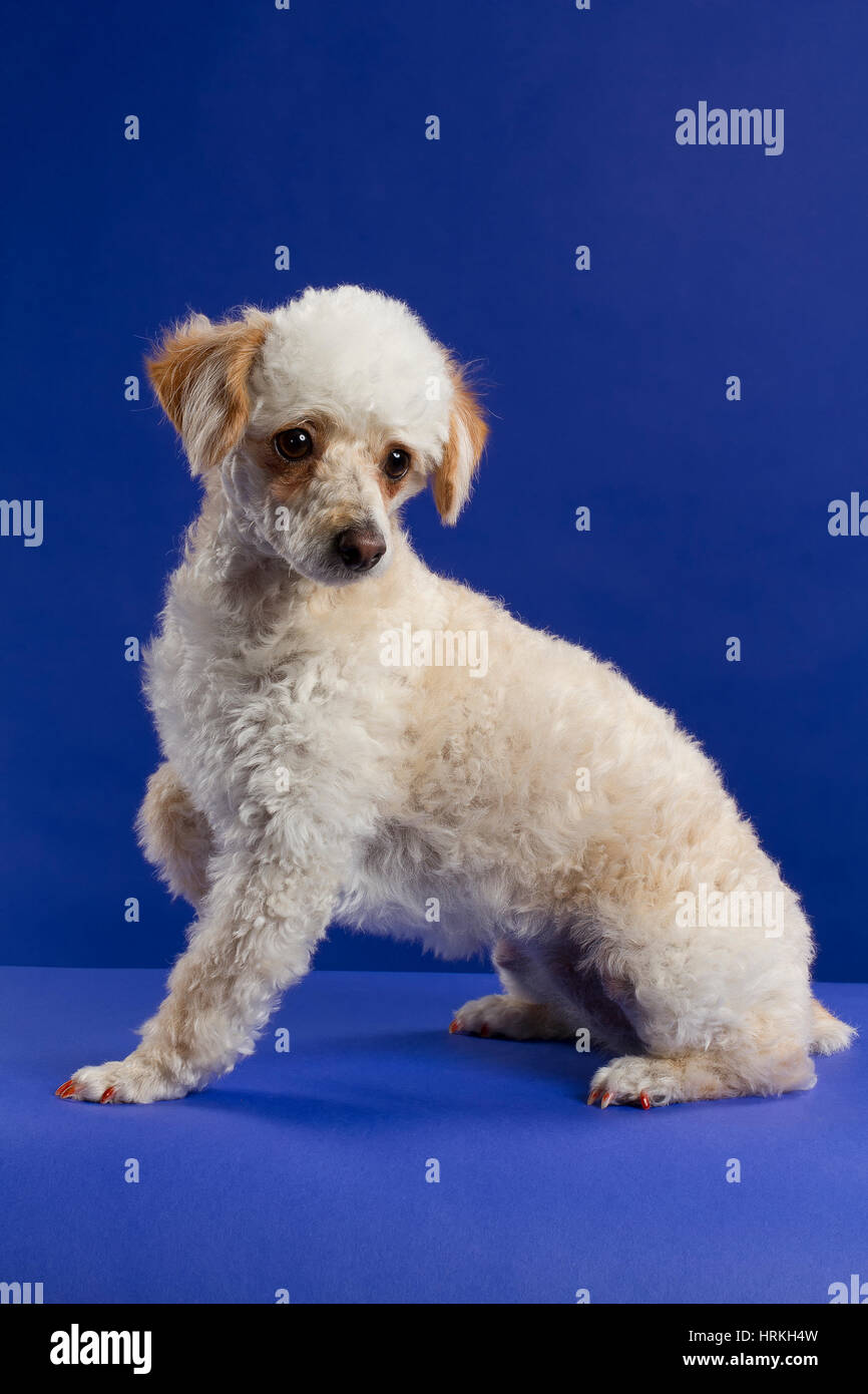 White poodle with fur hi-res stock photography and images - Alamy