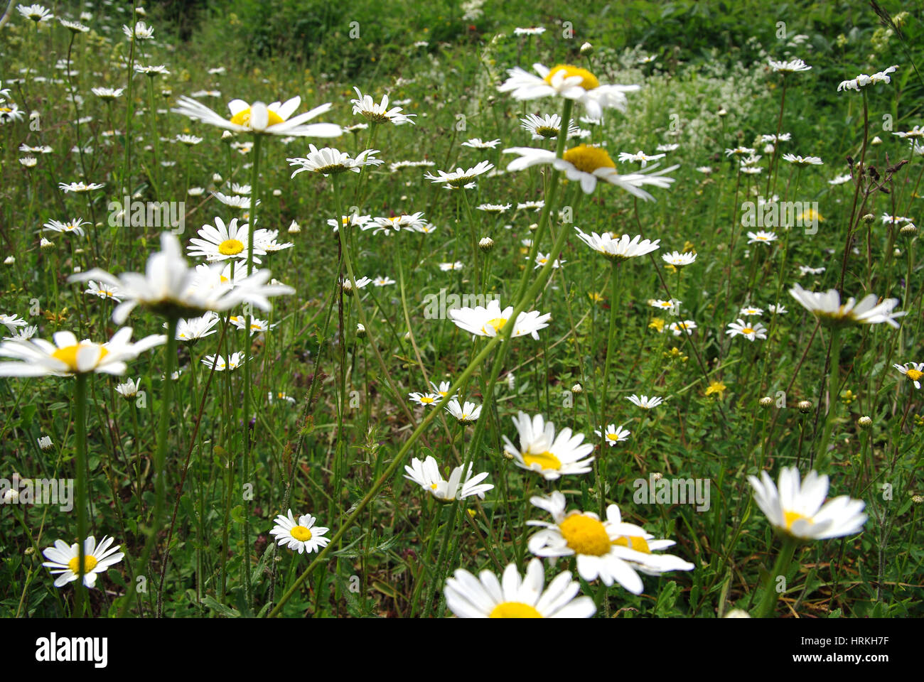 Field of daisies in spring Stock Photo - Alamy
