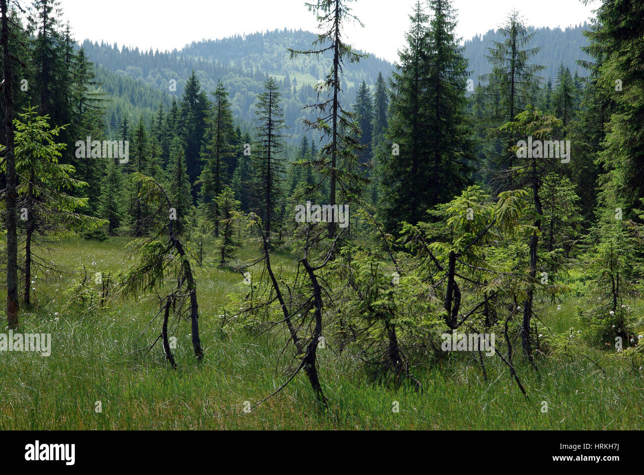 Young fir trees in the forest Stock Photo - Alamy