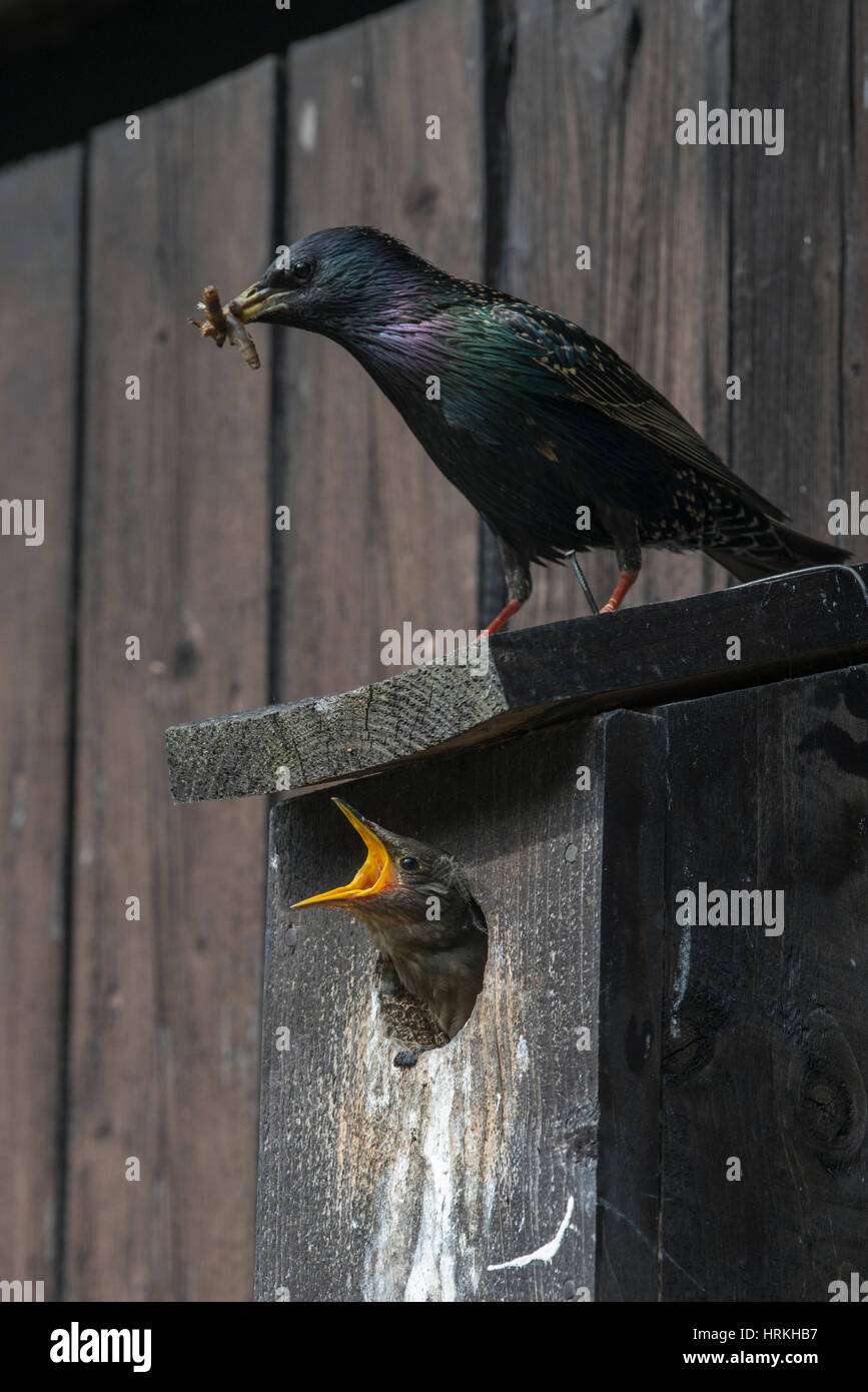 Starling Sturnus Vulgaris Feeding A Nestling In A Nesting Box Stock