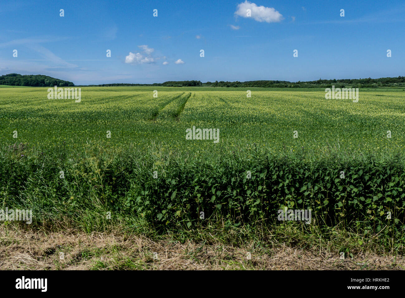 Fields in Denmark Stock Photo - Alamy